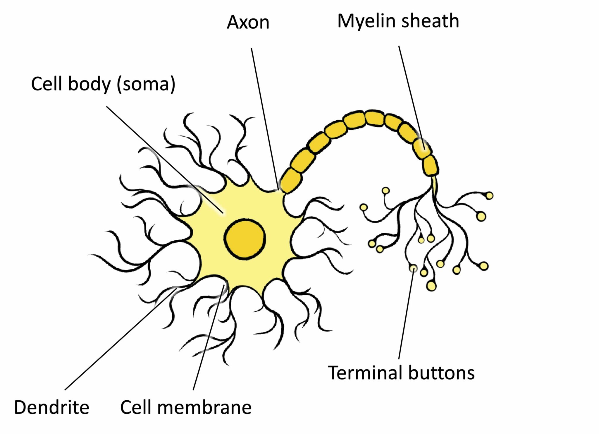 Cells of the Nervous System – Introduction to Psychology