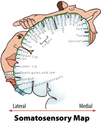 GS.25: Deep Dive – Skin Hunger and The Brain – Introduction to ...