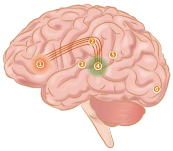 4.4 Language in the Brain – Psychology of Language