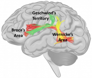 4.4 Language in the Brain – Psychology of Language