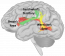 4.4 Language in the Brain – Psychology of Language
