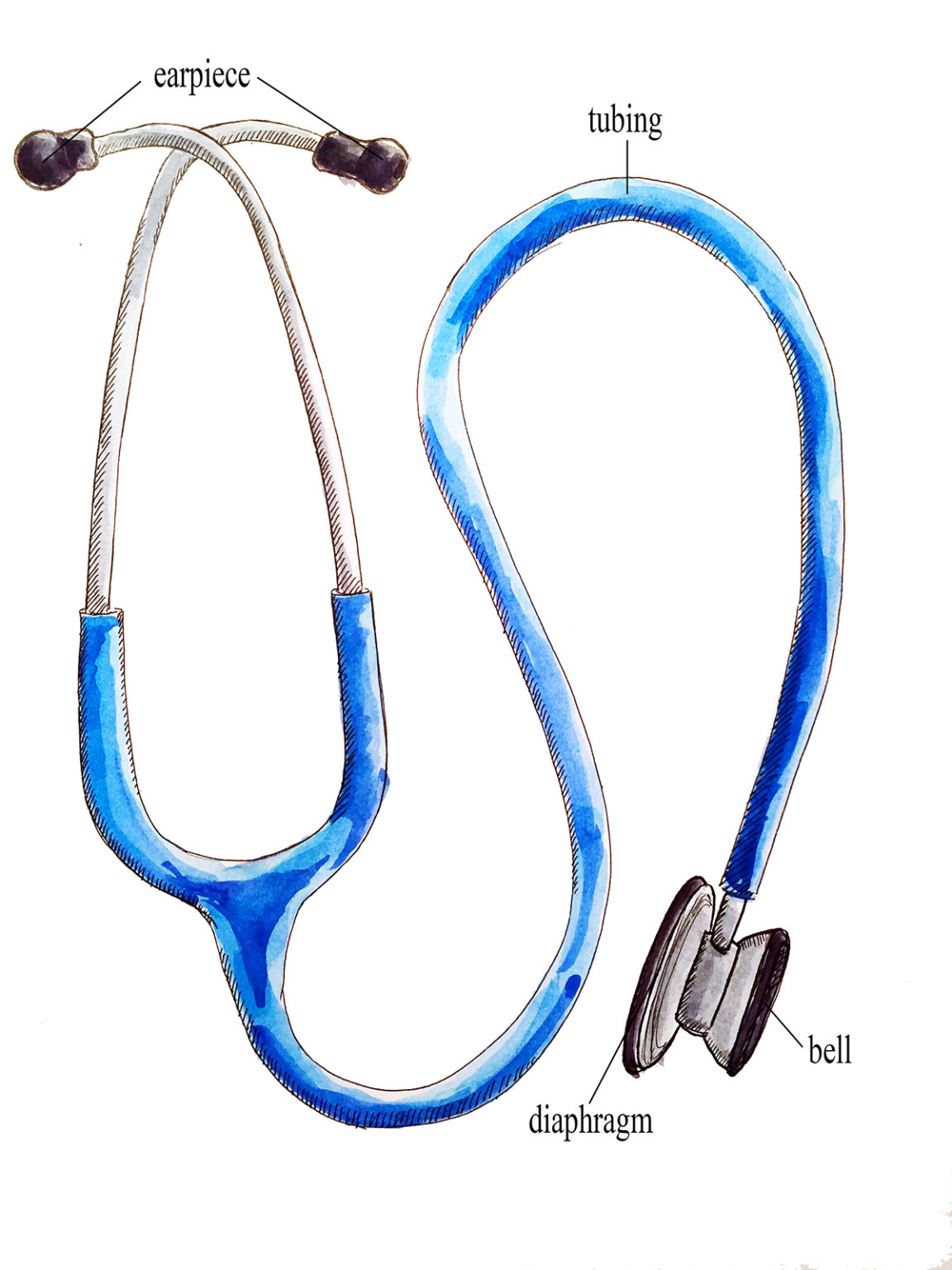 Manual Blood Pressure Measurement – Vital Sign Measurement Across the ...